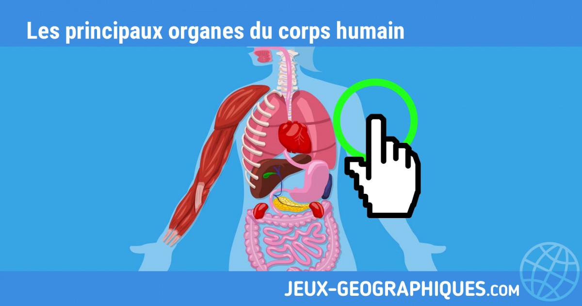 jeux-geographiques.com jeux gratuits Les principaux organes du corps humain